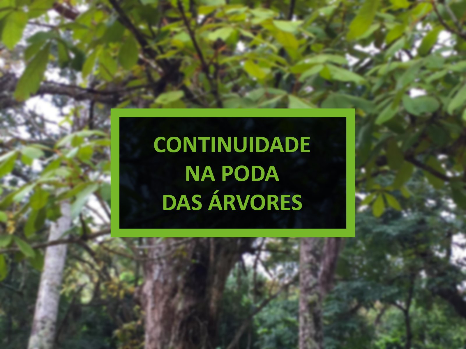 Clube faz podas de manutenção e limpeza em árvores – Clube dos Caiçaras